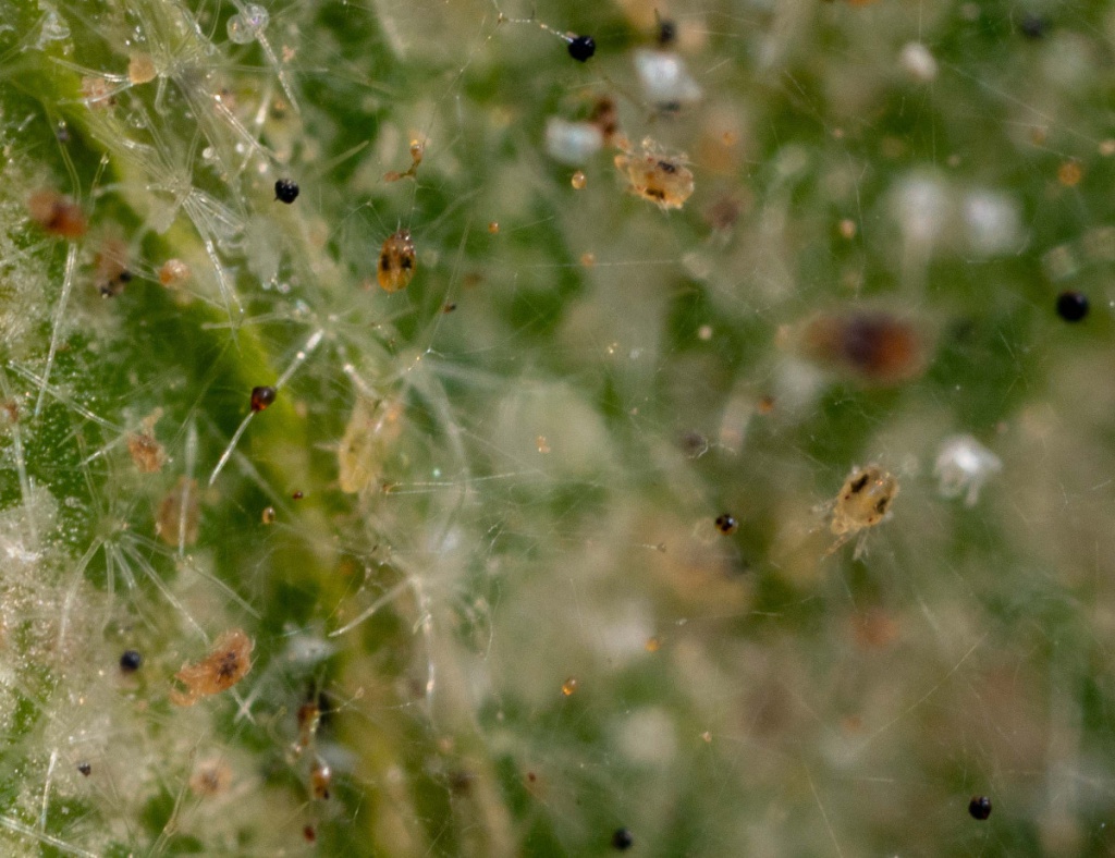 Tetranychus urticae | NatureSpot