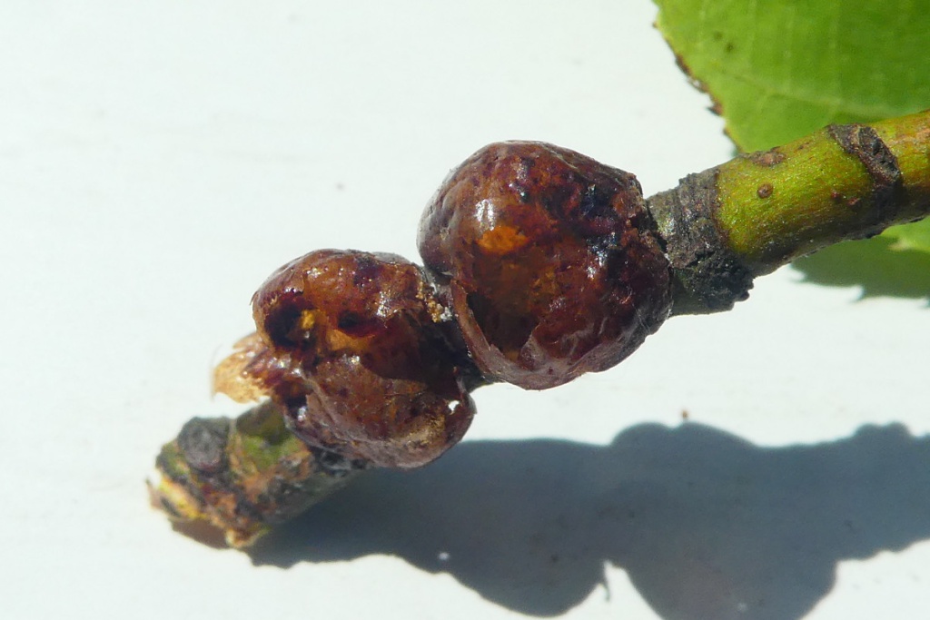 Nut Scale | NatureSpot