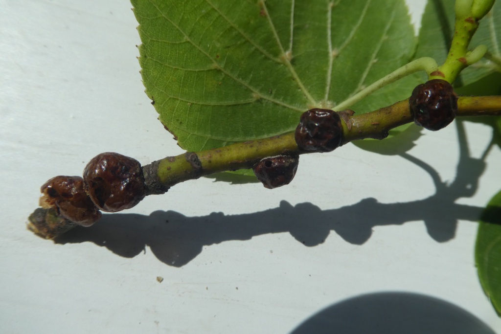 Nut Scale | NatureSpot