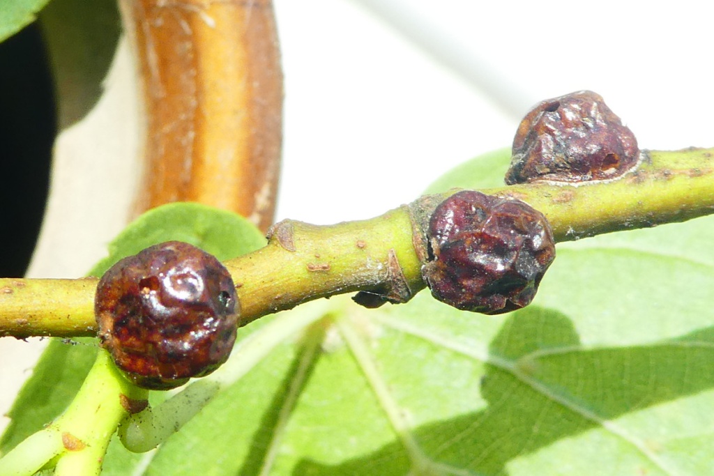 Nut Scale | NatureSpot