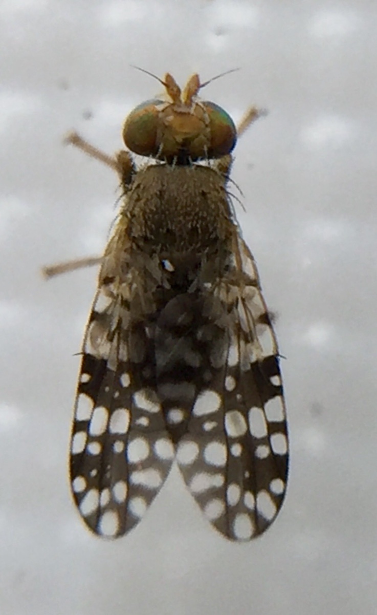 Tephritis praecox | NatureSpot