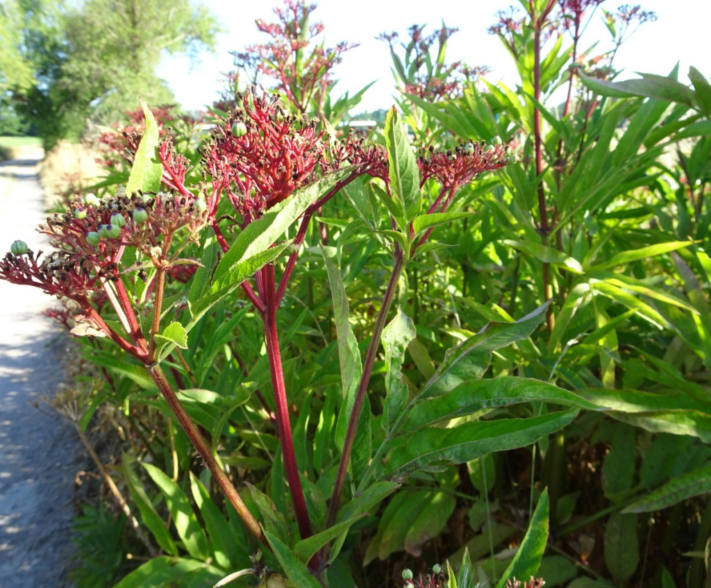 Dwarf Elder | NatureSpot