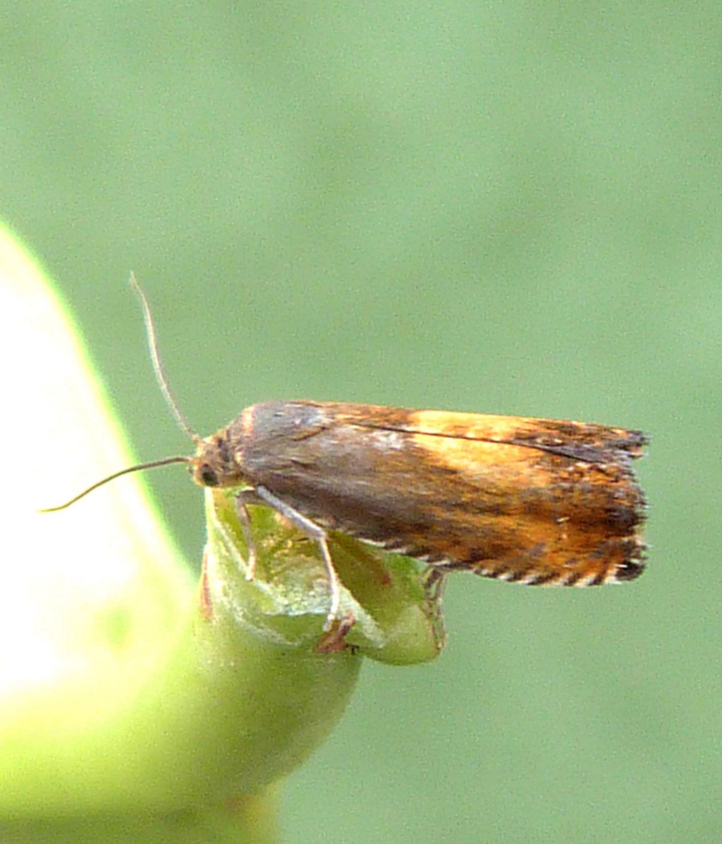 Pammene aurita | NatureSpot