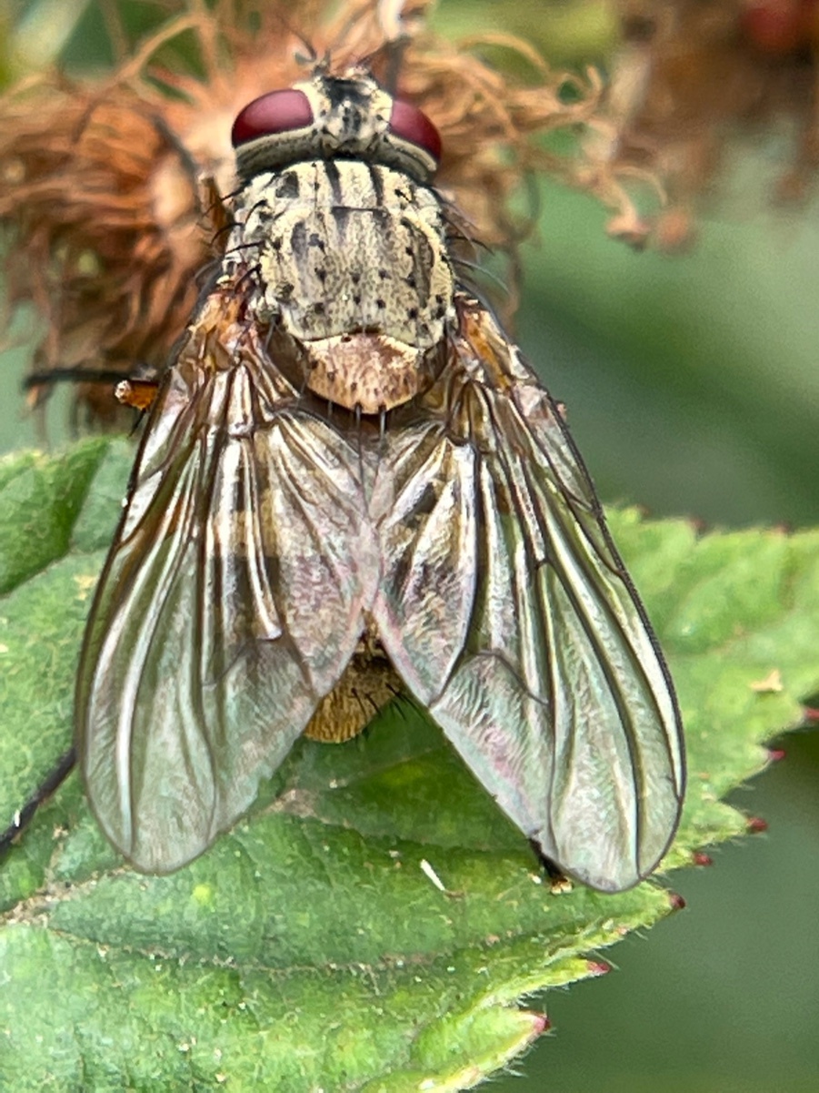 Phaonia valida | NatureSpot