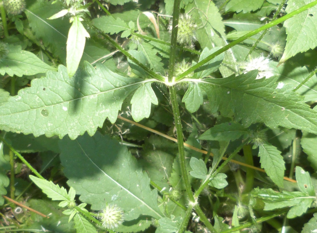 Small Teasel | NatureSpot