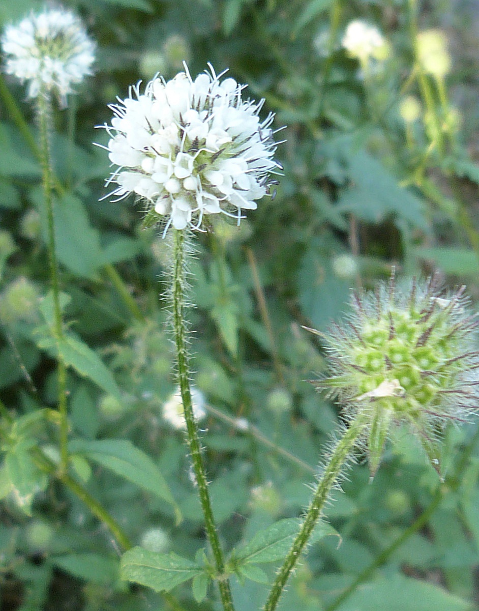 Small Teasel | NatureSpot