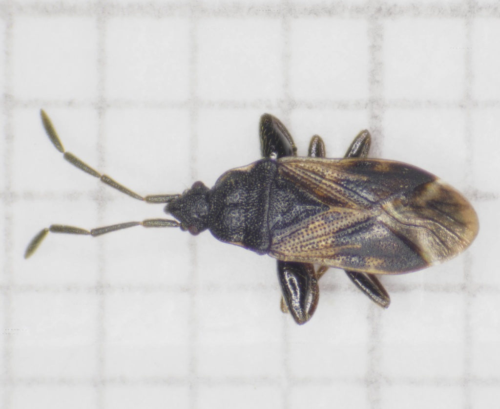 Taphropeltus contractus | NatureSpot