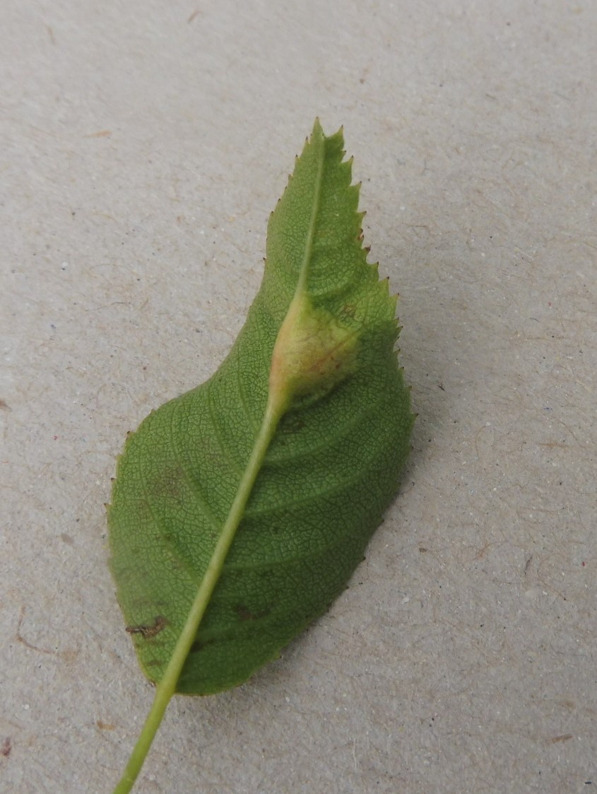 Diplolepis spinosissimae | NatureSpot