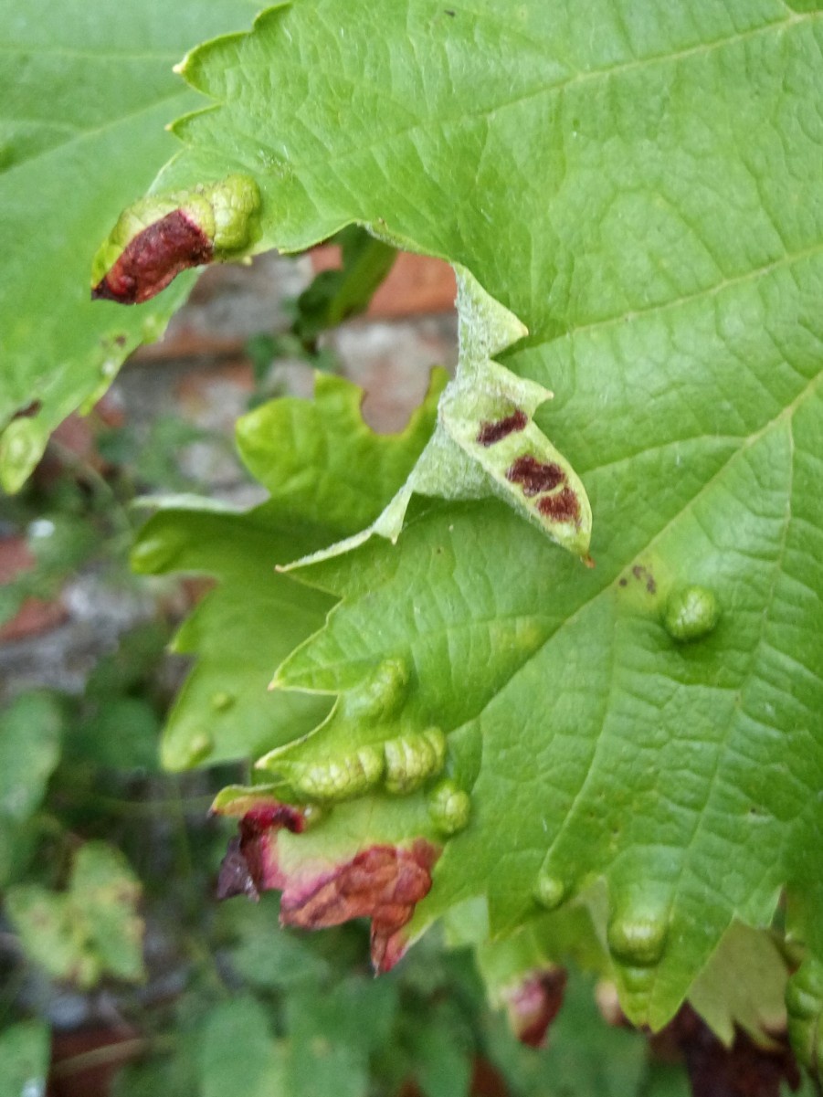 Grape Mite | NatureSpot