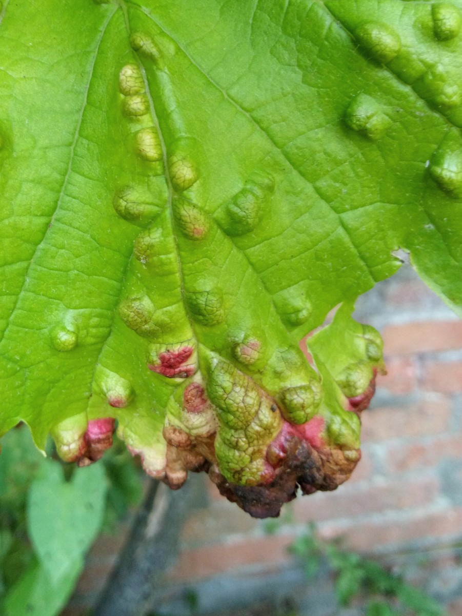 Grape Mite | NatureSpot