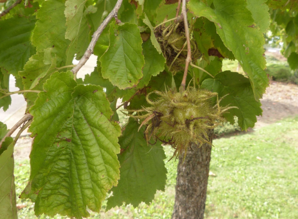 Turkish Hazel | NatureSpot