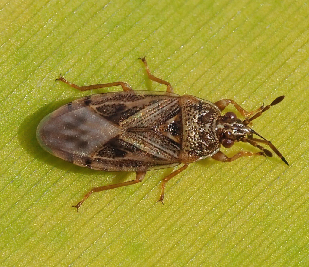 Bulrush Bug | NatureSpot