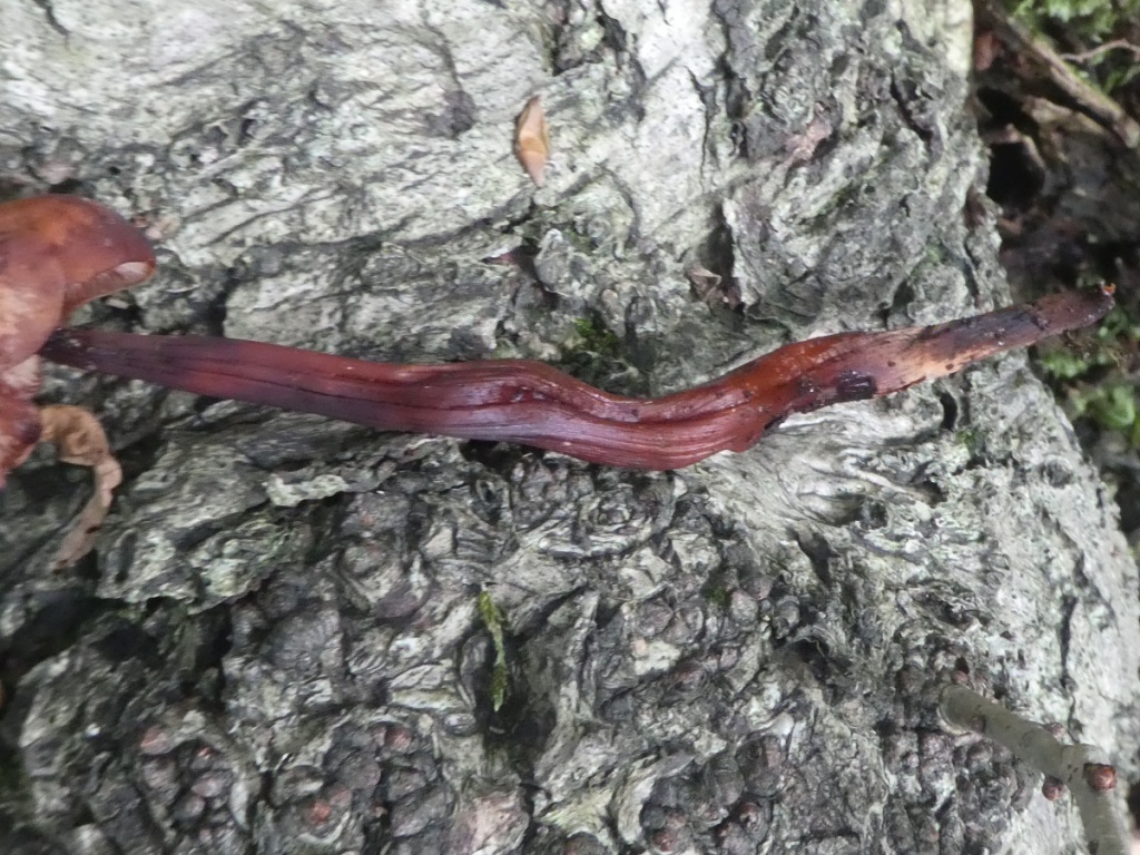 Spindle Shank | NatureSpot