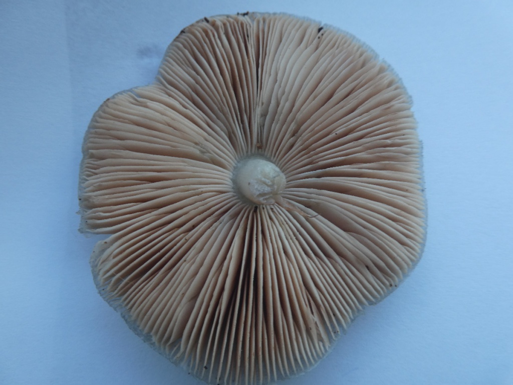 Deer Shield Fungus | NatureSpot