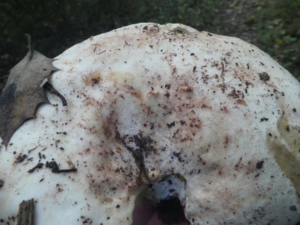 Blushing Milkcap | NatureSpot