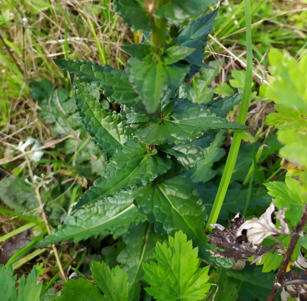 Moth Mullein | NatureSpot