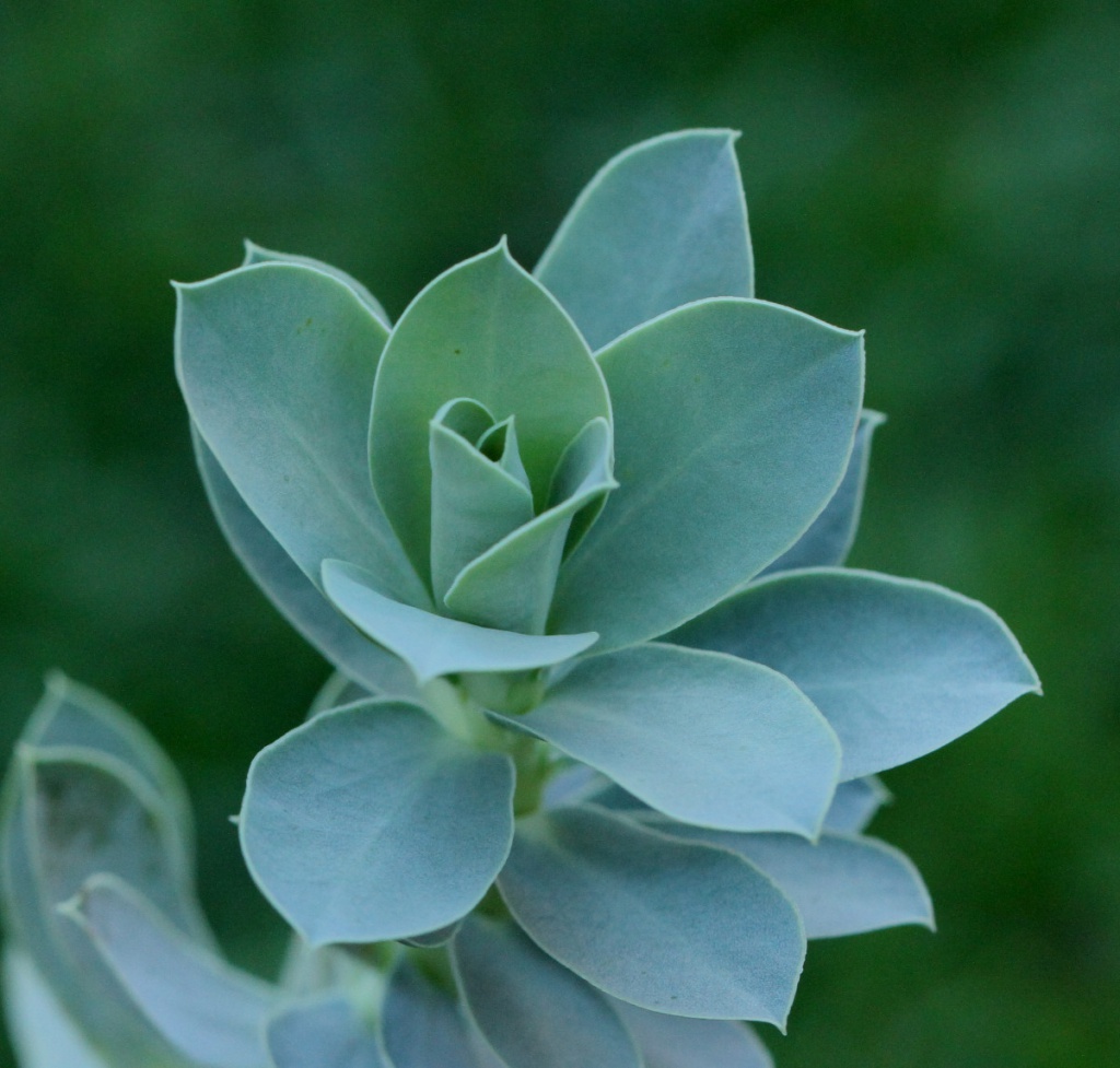 Broad-leaved Glaucous-spurge | NatureSpot