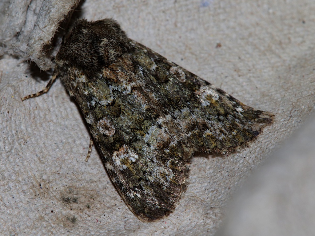 feathered ranunculus