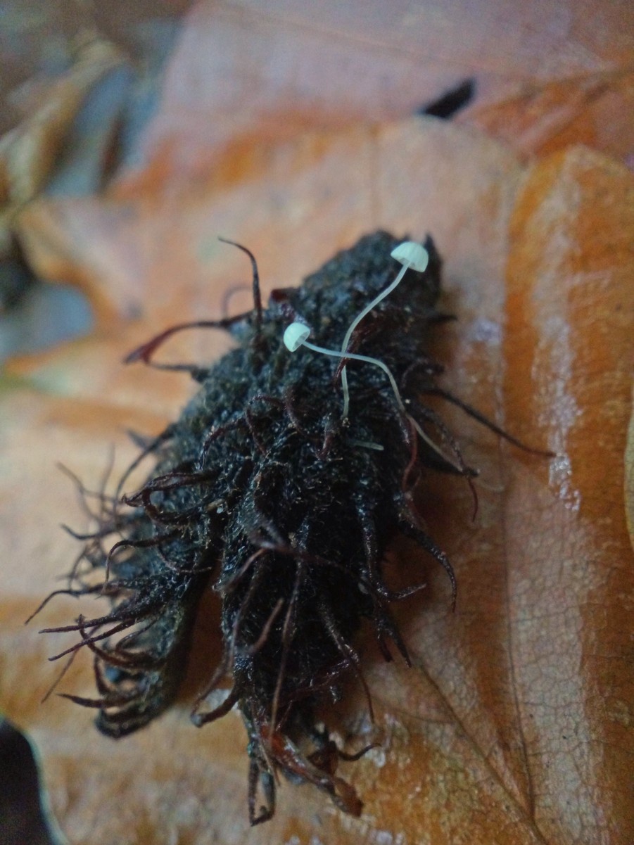 Beechleaf Bonnet | NatureSpot