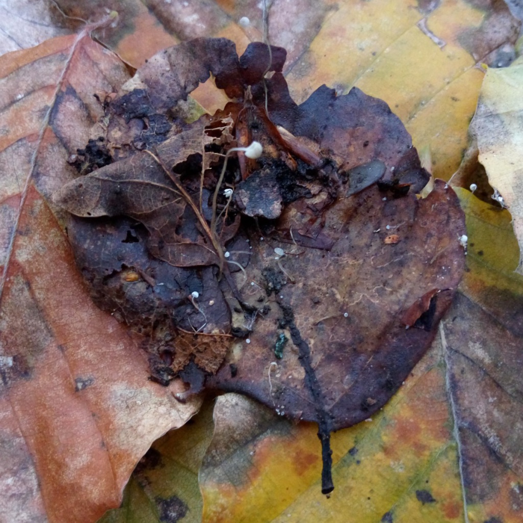 Beechleaf Bonnet | NatureSpot
