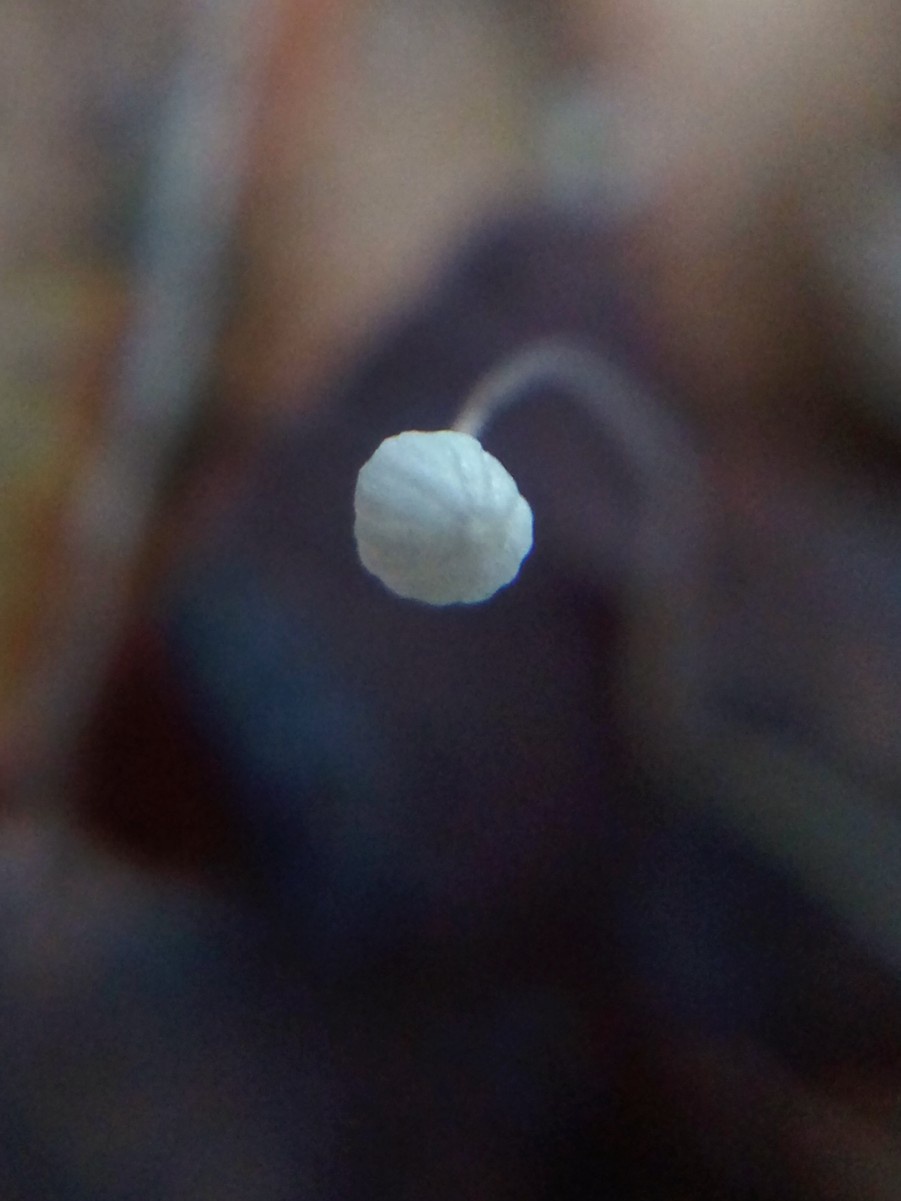 Beechleaf Bonnet | NatureSpot