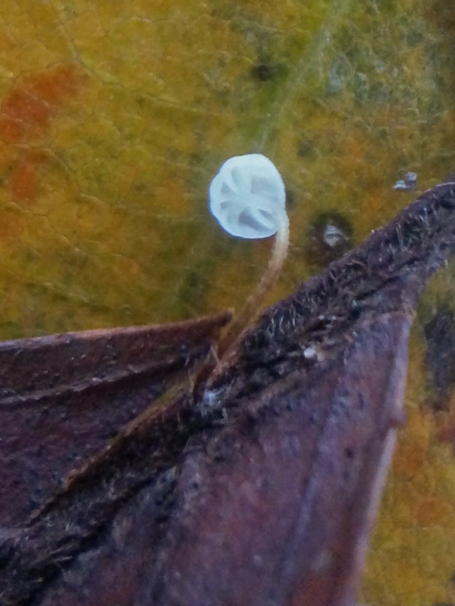 Beechleaf Bonnet | NatureSpot