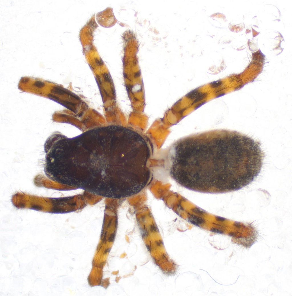 Arctosa leopardus | NatureSpot