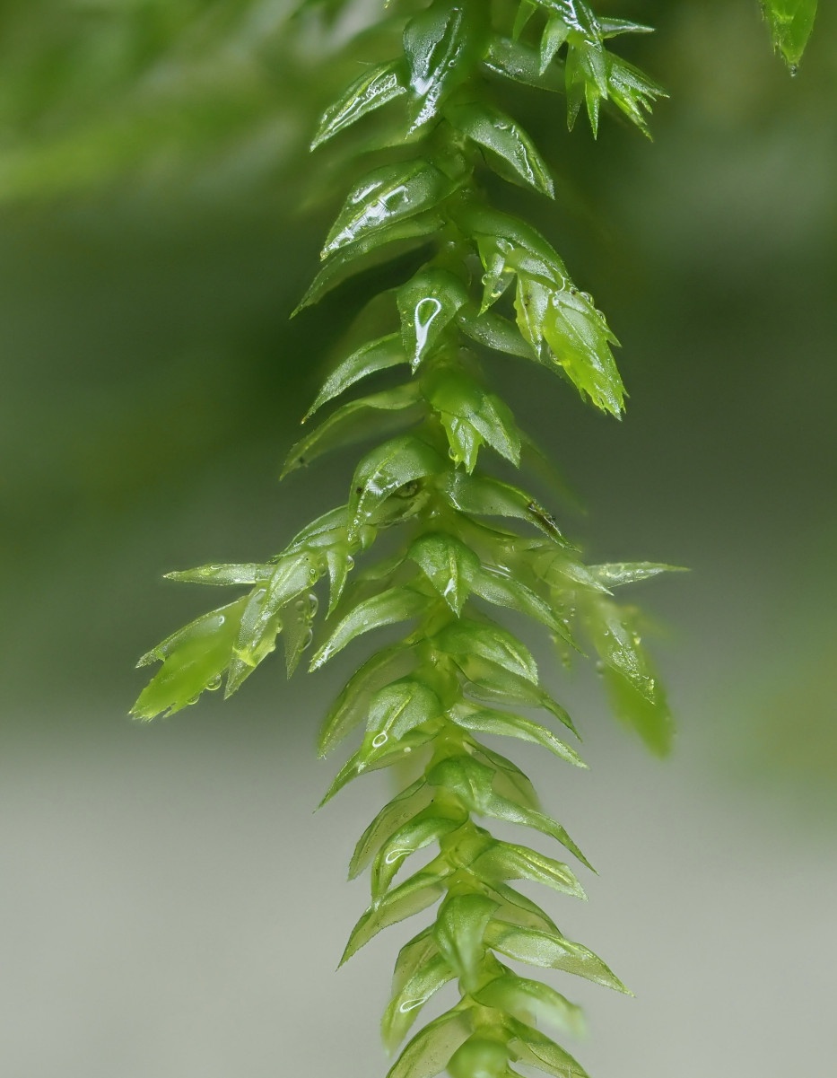 Fox-tail Feather-moss | NatureSpot