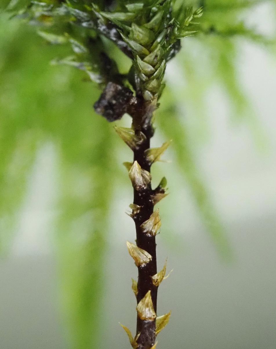 Fox-tail Feather-moss | NatureSpot