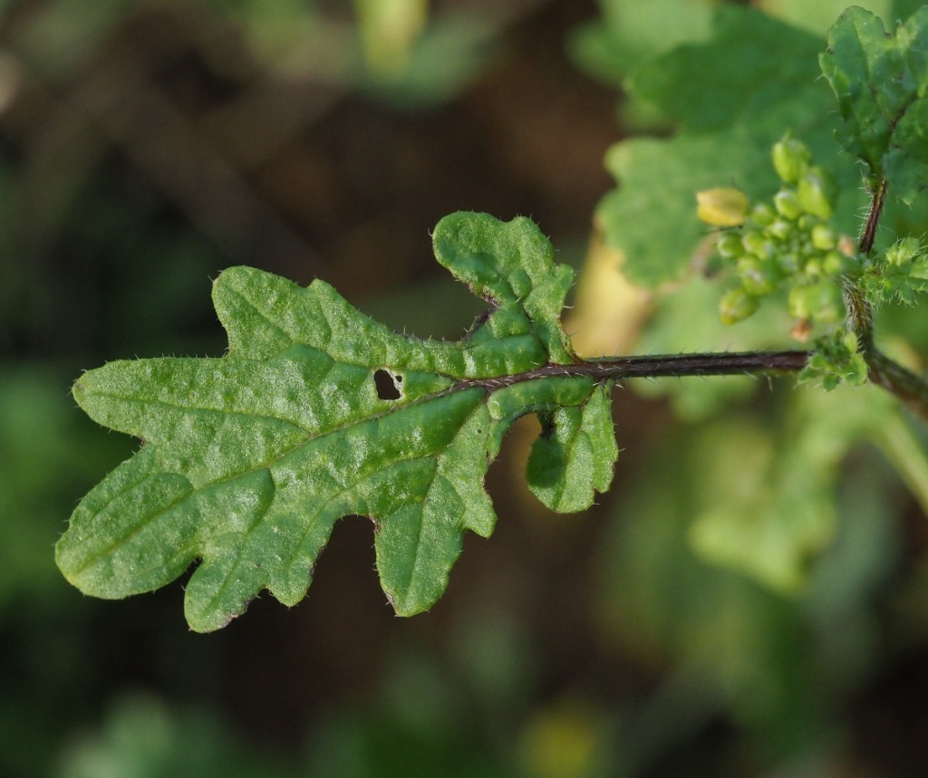 White Mustard | NatureSpot