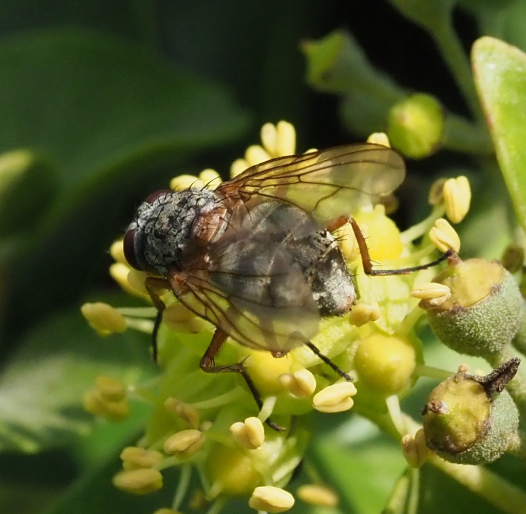 Phaonia valida | NatureSpot