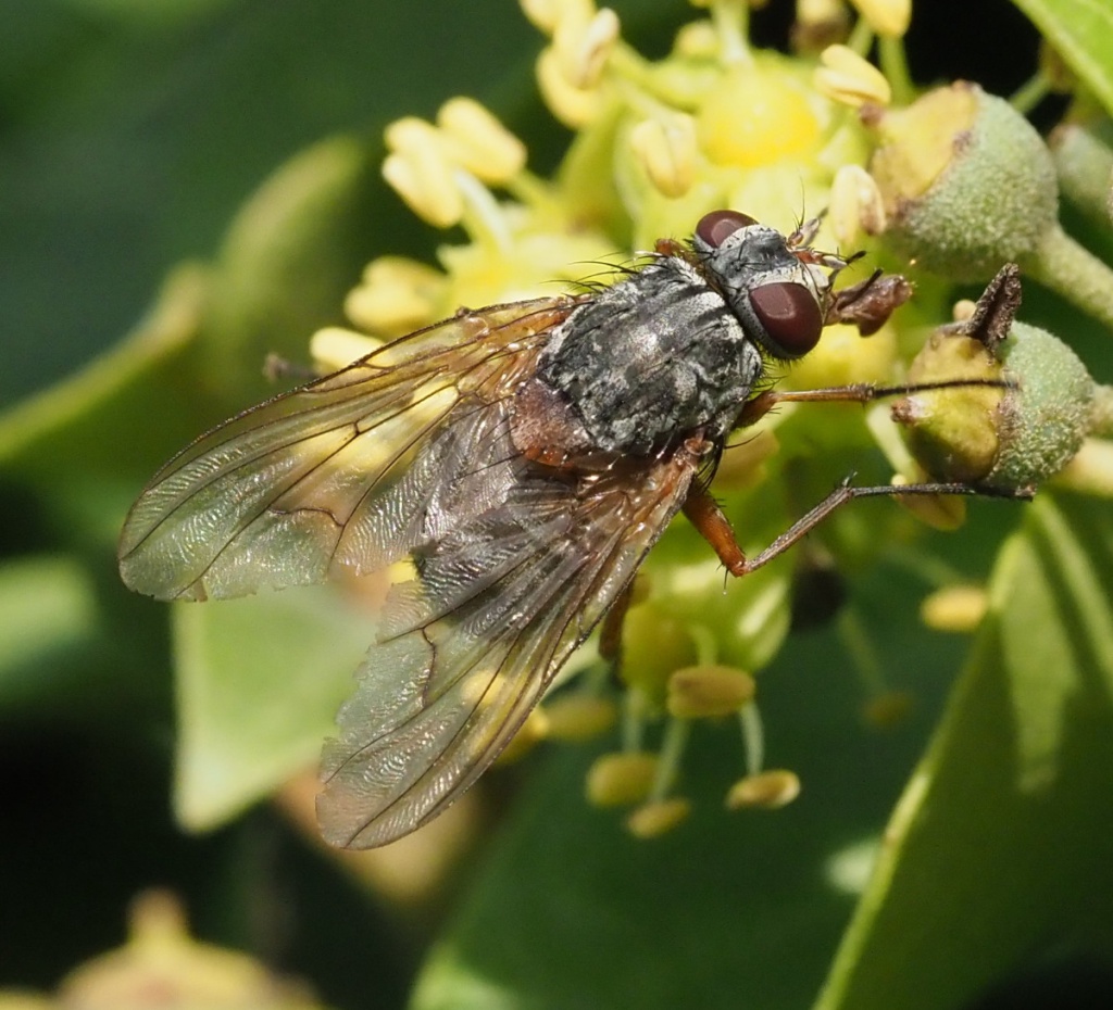 Phaonia valida | NatureSpot