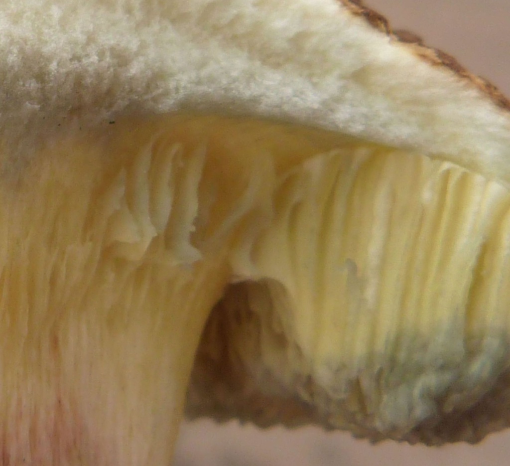 Sepia Bolete | NatureSpot