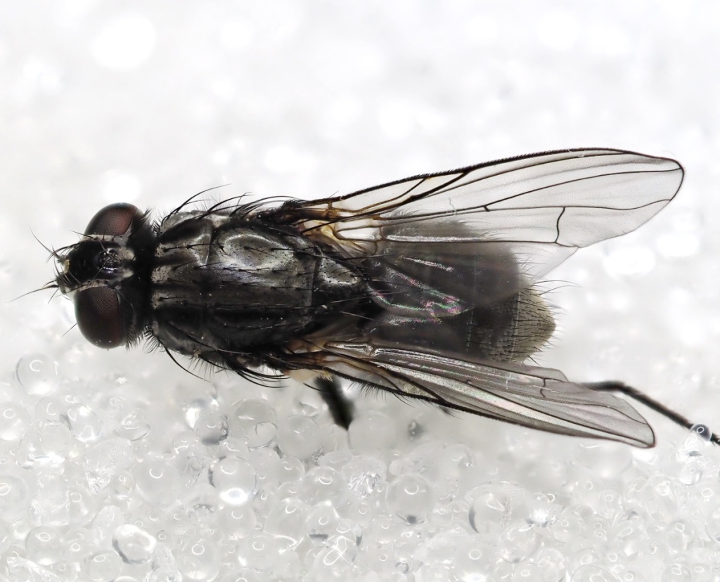 Hydrotaea dentipes | NatureSpot