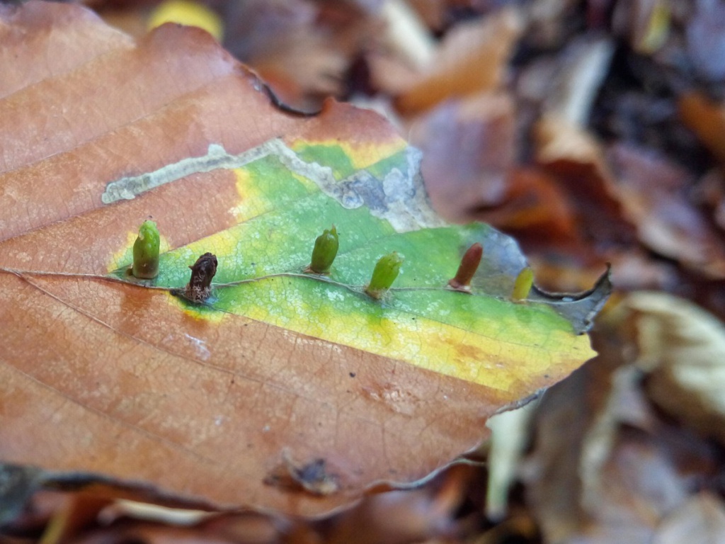 Hairy Beech Gall | NatureSpot