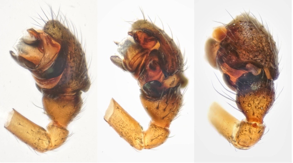 Collinsia distincta | NatureSpot