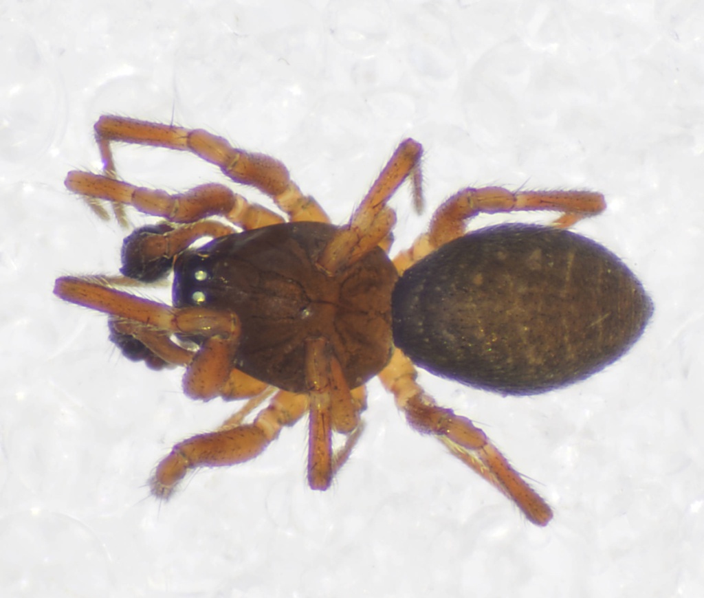 Collinsia distincta | NatureSpot