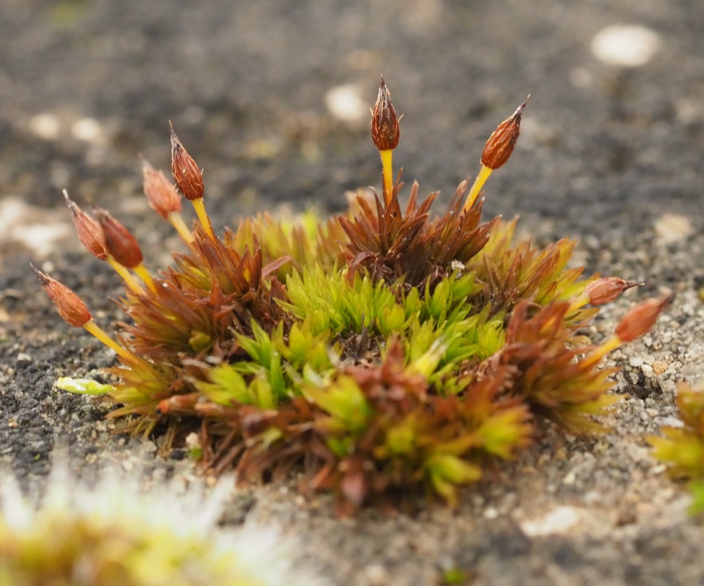 Anomalous Bristle-moss | NatureSpot