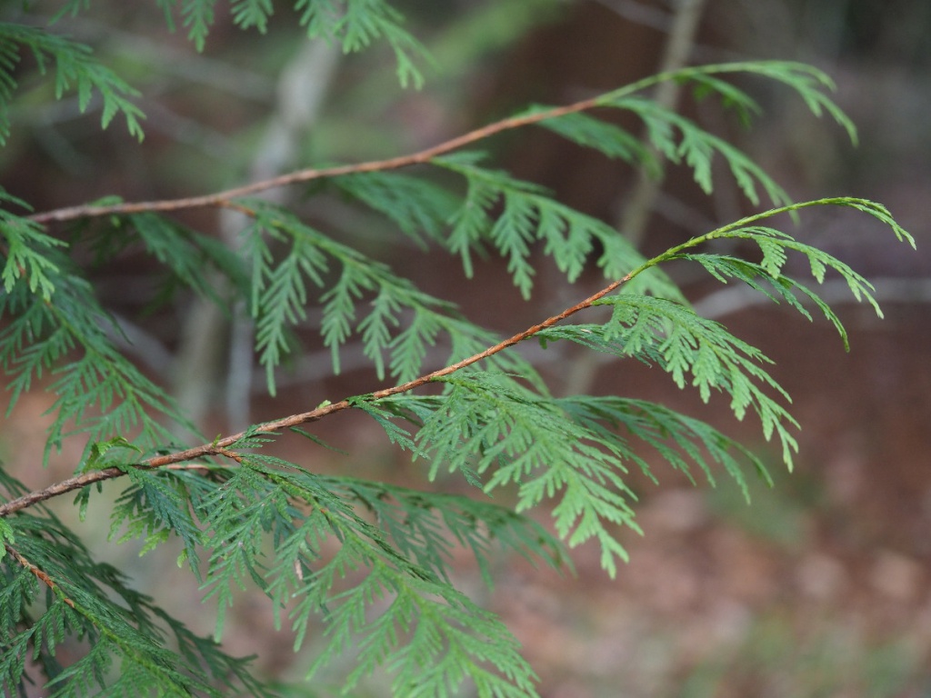 Western Red Cedar Leaf