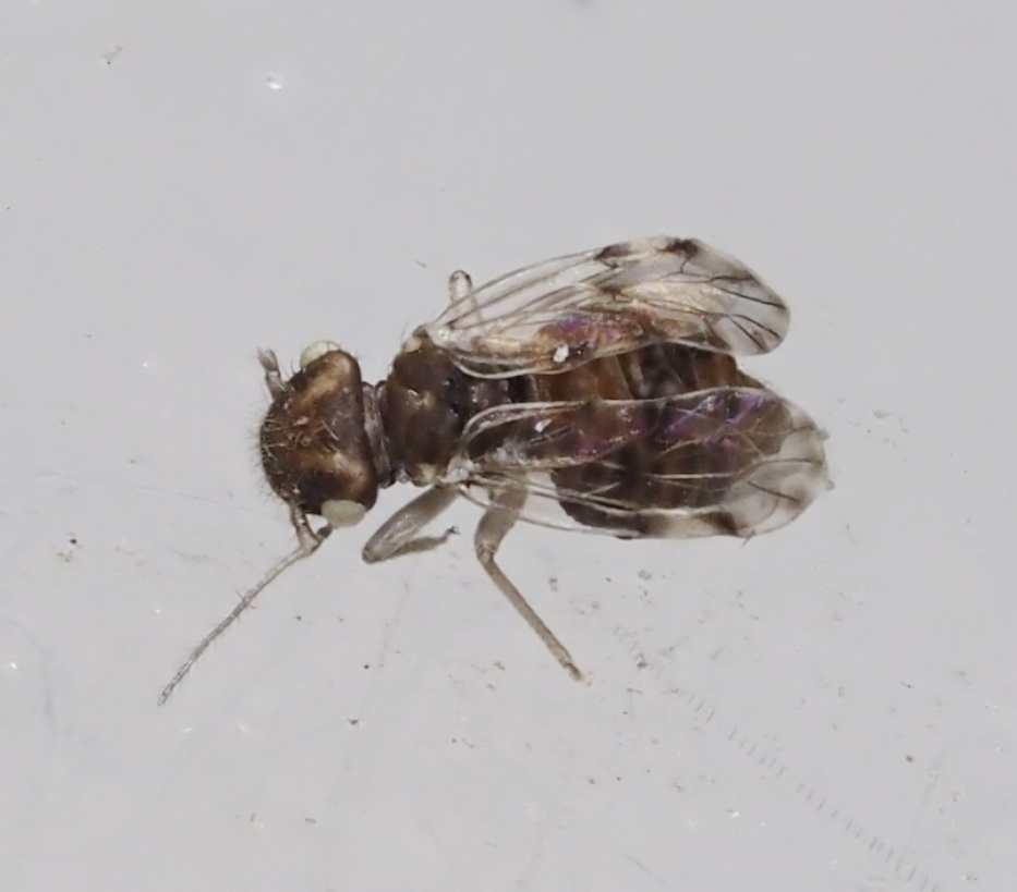 Ectopsocus briggsi agg. (briggsi/petersi/meridionalis) | NatureSpot