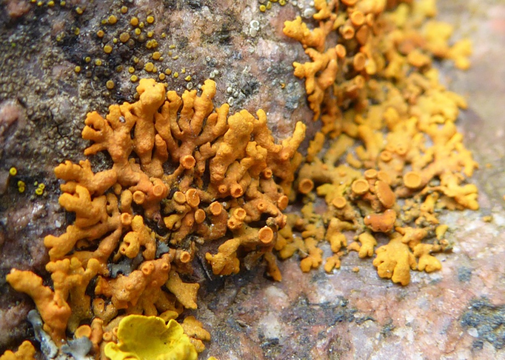 Xanthoria elegans | NatureSpot