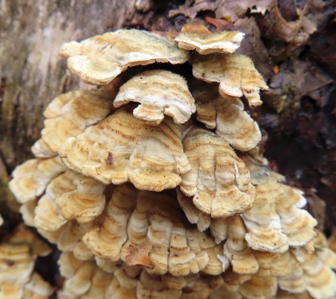 Crimped Gill | NatureSpot