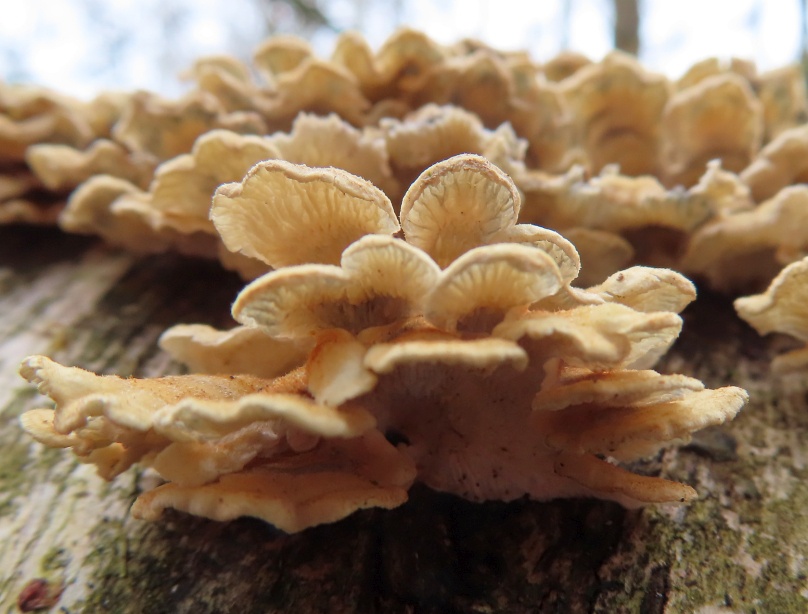 Crimped Gill | NatureSpot