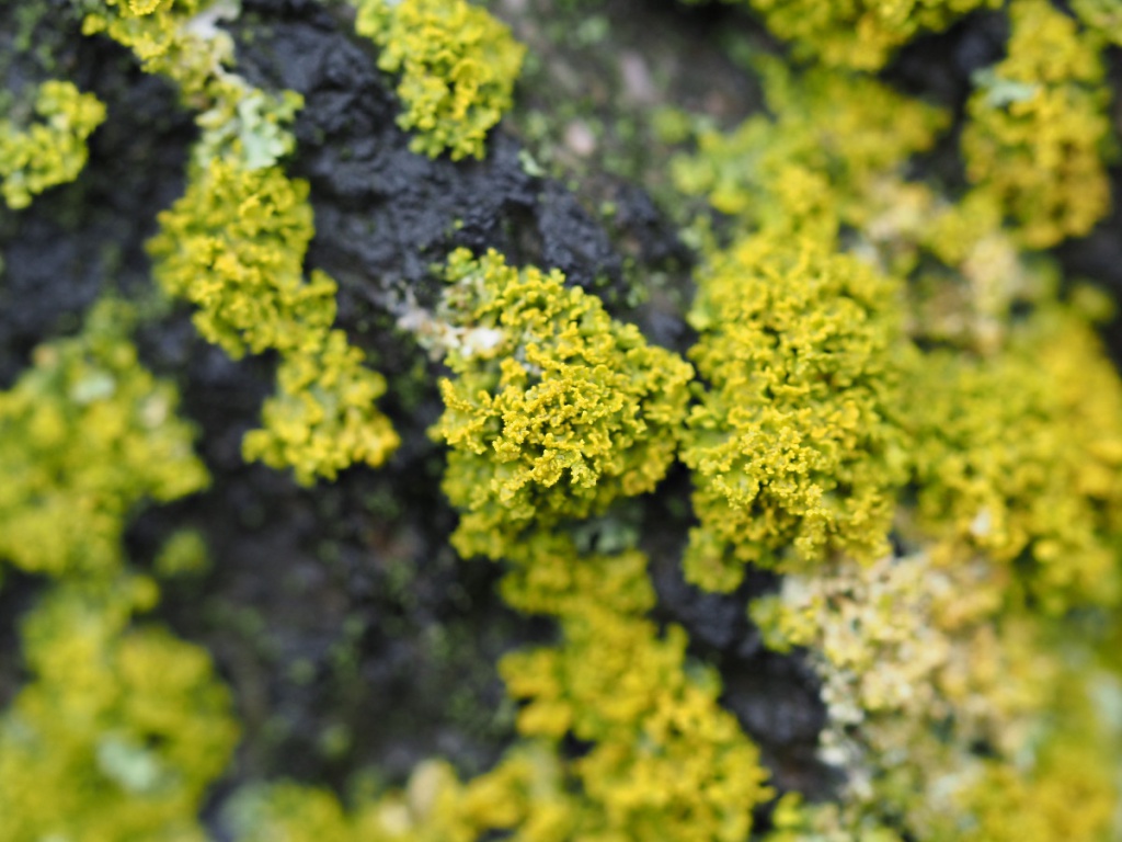 Xanthoria ucrainica | NatureSpot