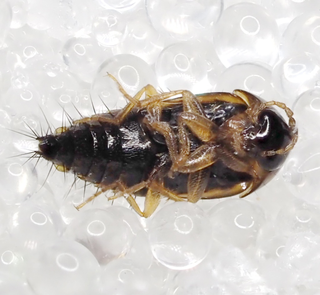 Tachyporus nitidulus | NatureSpot