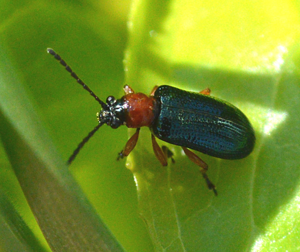 Cereal Leaf Beetle | NatureSpot