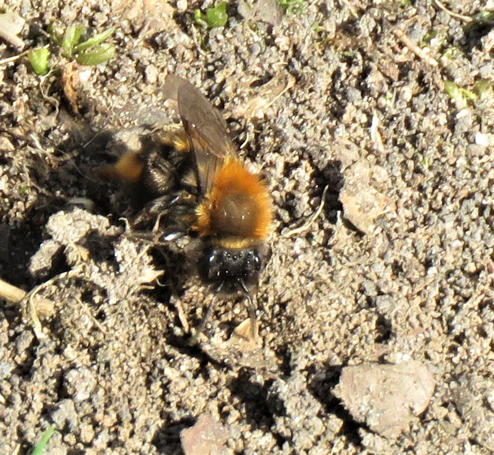 Record of Clarke's Mining Bee (Andrena clarkella)