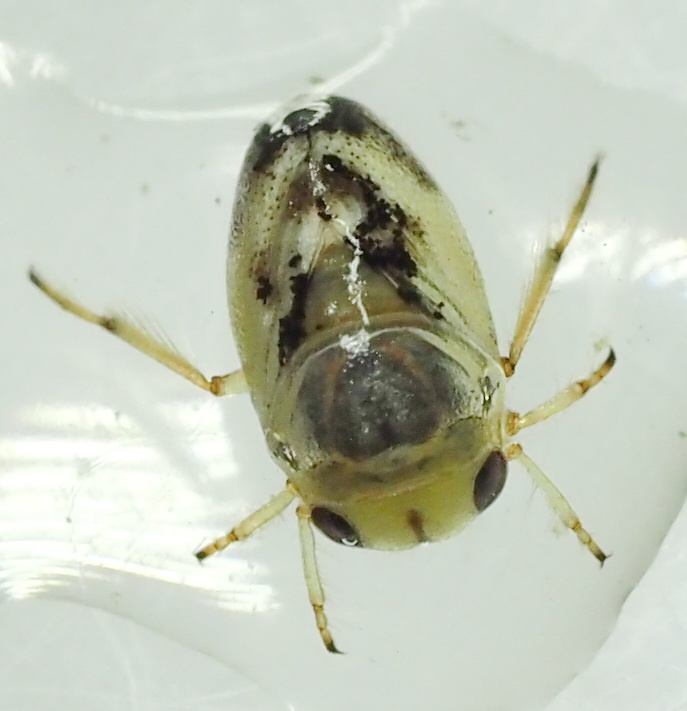 Pygmy Backswimmer | NatureSpot