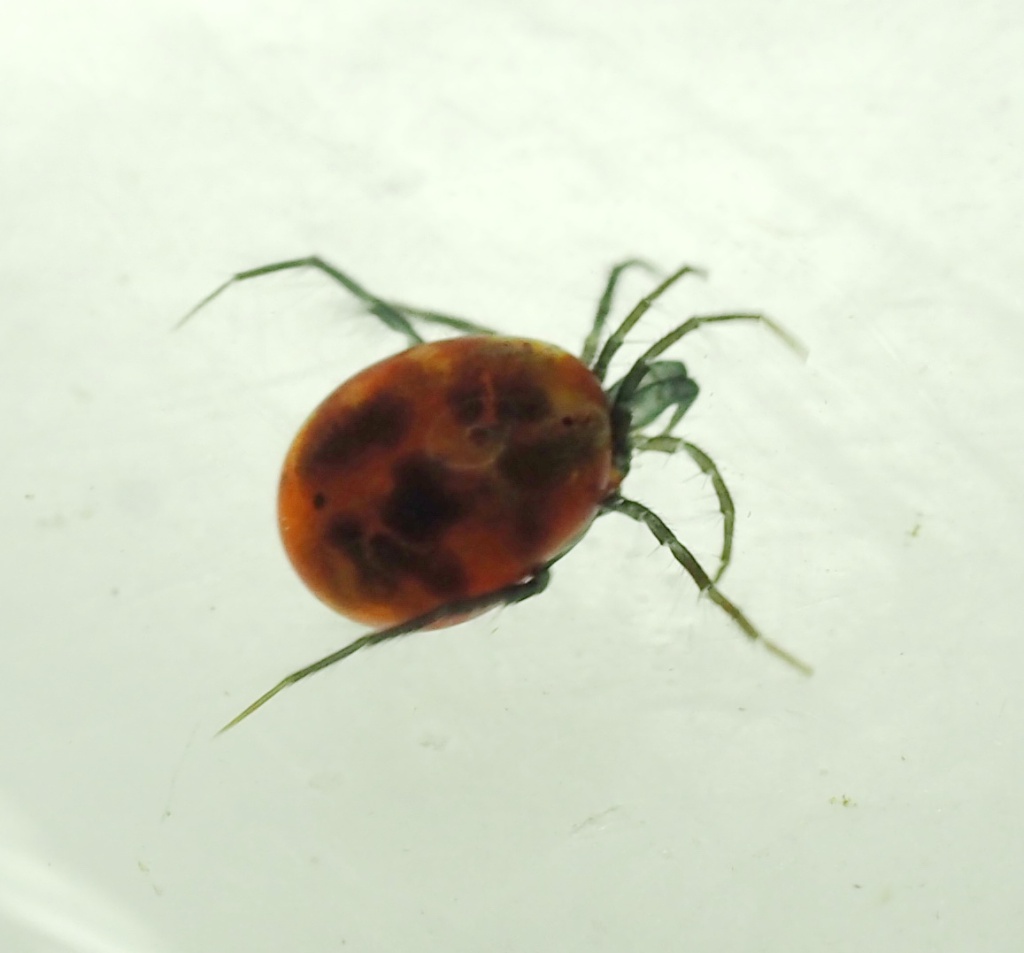 Hydrachnidiae | NatureSpot