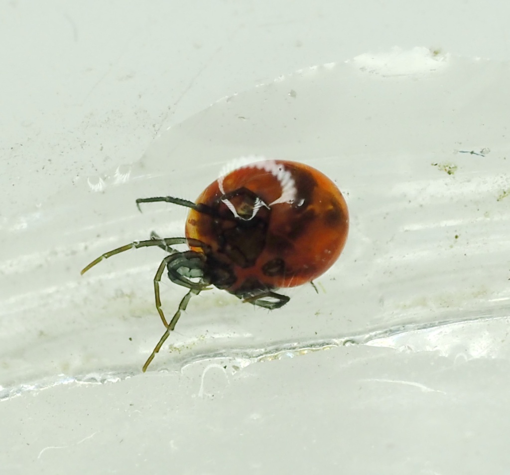 Hydrachnidiae | NatureSpot